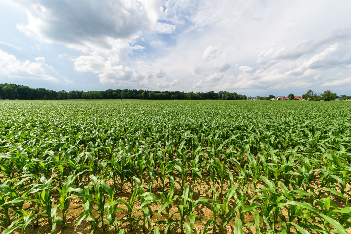 Nitrogen Corn Stalk Analysis: Terreplenish® Proven Nitrogen-Fixing ...